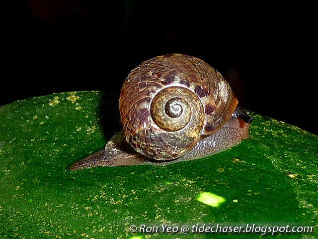 tHE tiDE cHAsER: Terrestrial & Freshwater Gastropods (Snails & Slugs ...