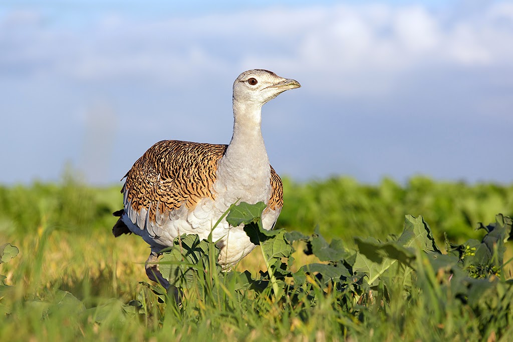 Great Bustard - Birds World