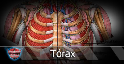 Massiel Joselyn Rodríguez Arias : Examen del torax