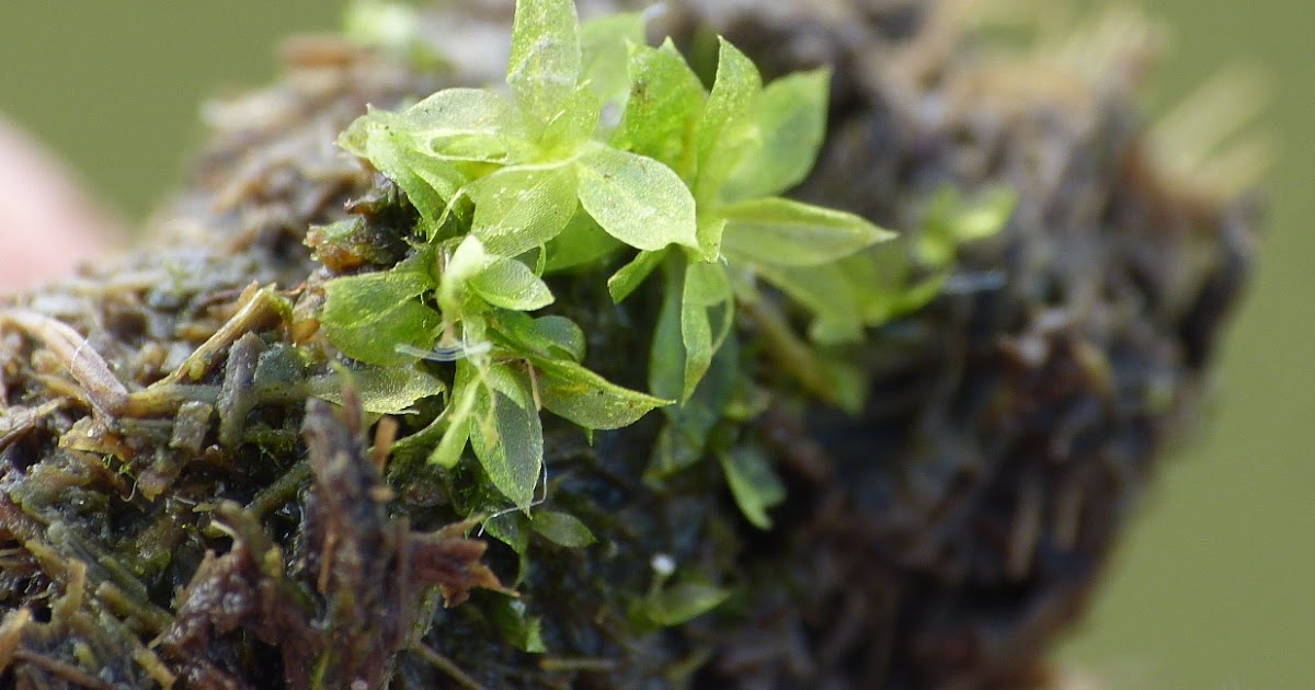 South Wales Bryophytes: More Splachnum