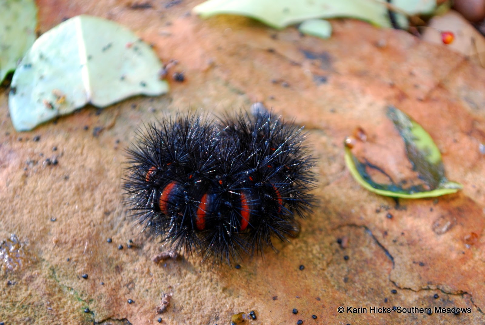 The Giant Leopard Moth