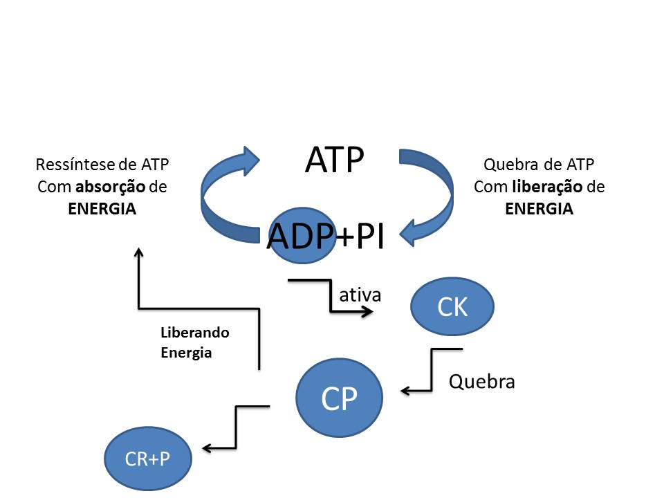Difference Between Atp-Pc And Atp-Cp at Robert Parsley blog