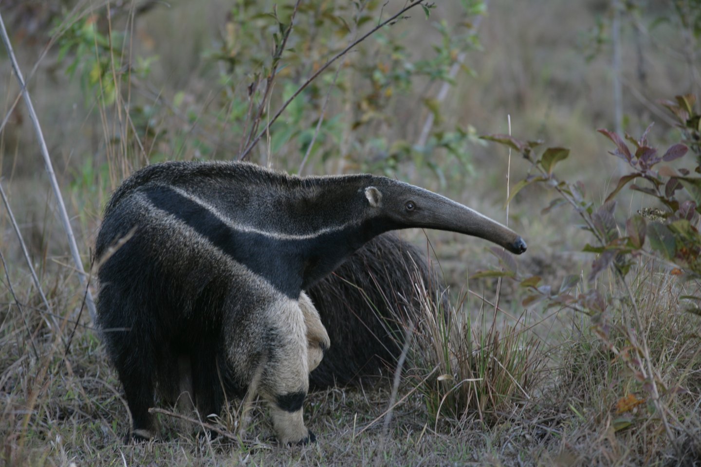 Wallpaper DB: anteater