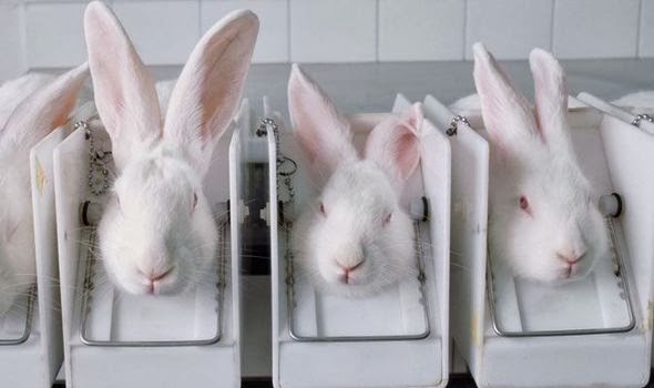 L’Oreal Expansion and the Dilemma of Animal Testing: Victory against ...