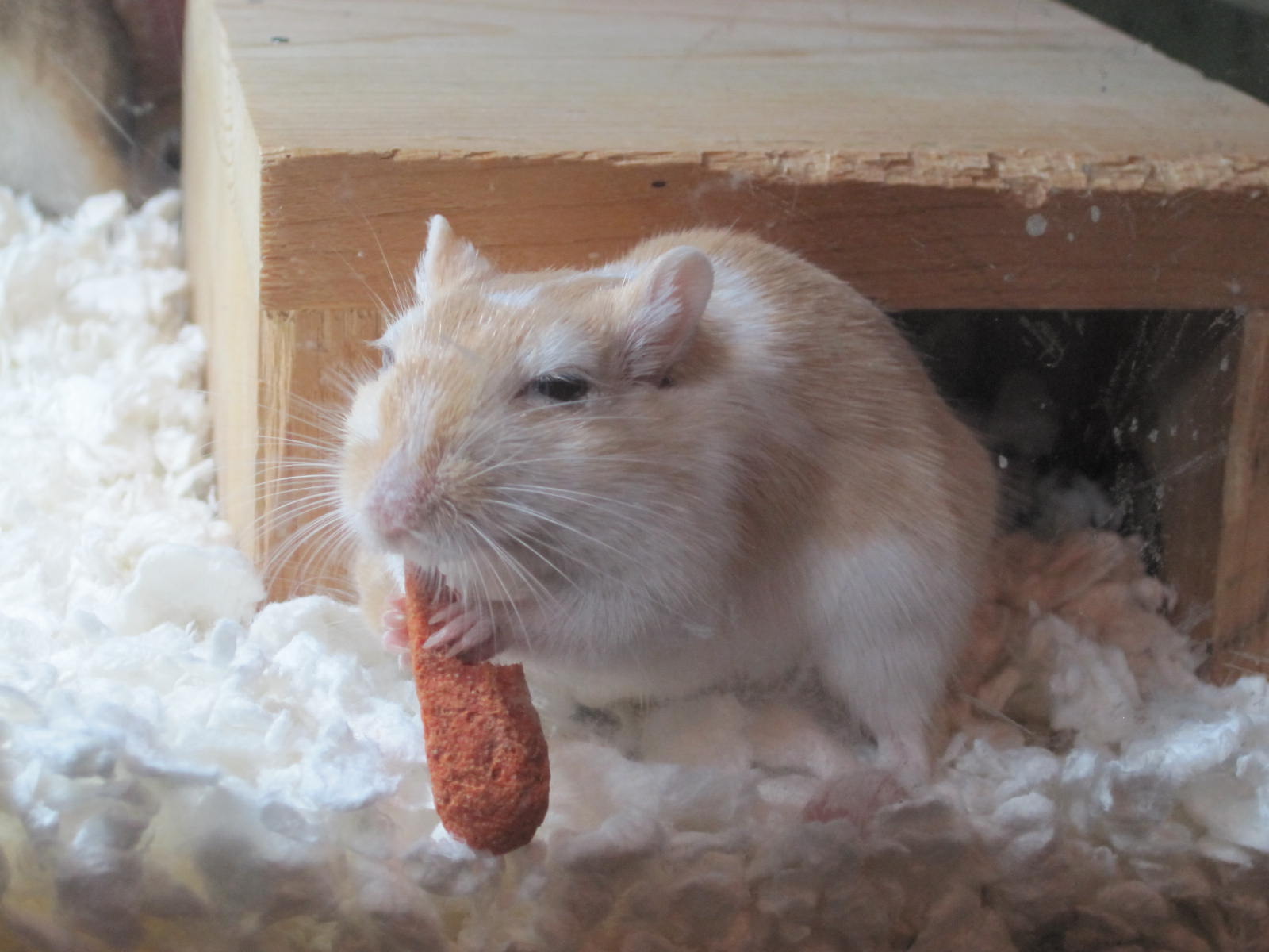 Sunshine Gerbils - Southeastern Pennsylvania gerbil breeder