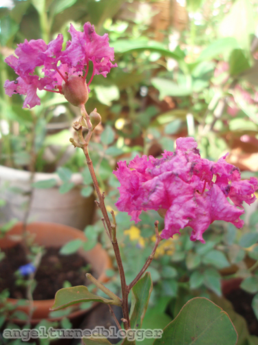 angel turned blogger*: flowers in the garden