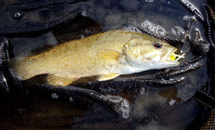 All Things Fishing: Nice August Morning