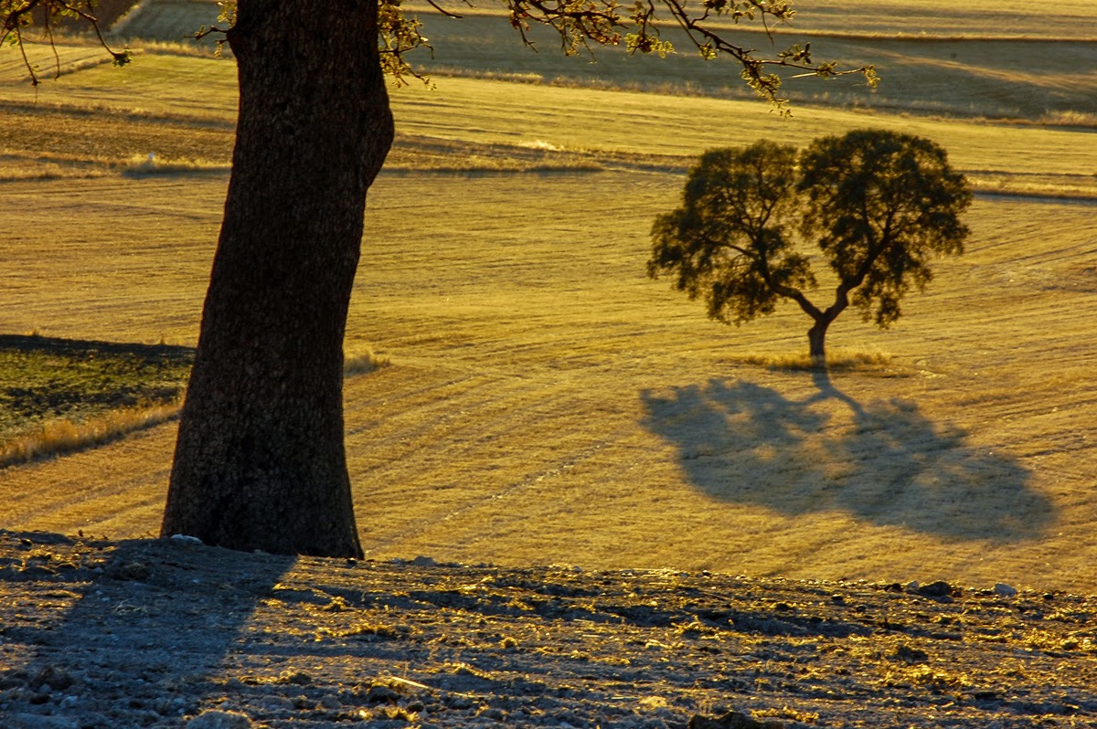ALMANAQUE NATURAL: Los Encinares de Gredos