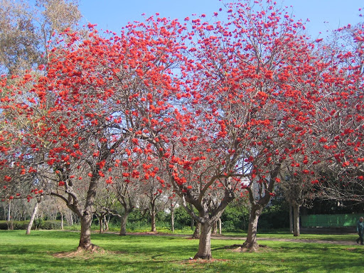 PlantZee: Coral Tree, Purple Coral Tree