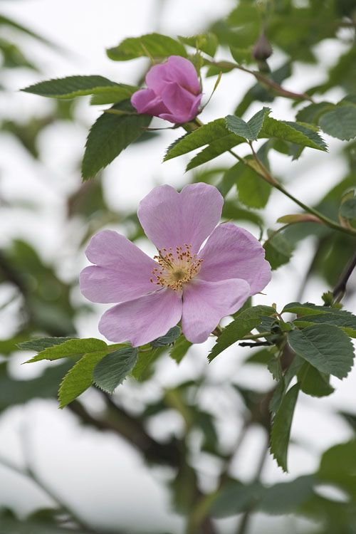 Future Plants by Randy Stewart: Rosa