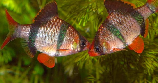 Begini Cara Pemijahan Ikan Sumatra yang Benar! - budidaya ikan