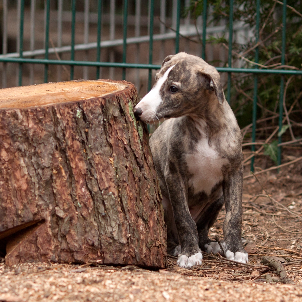 Whippets High on Emotion