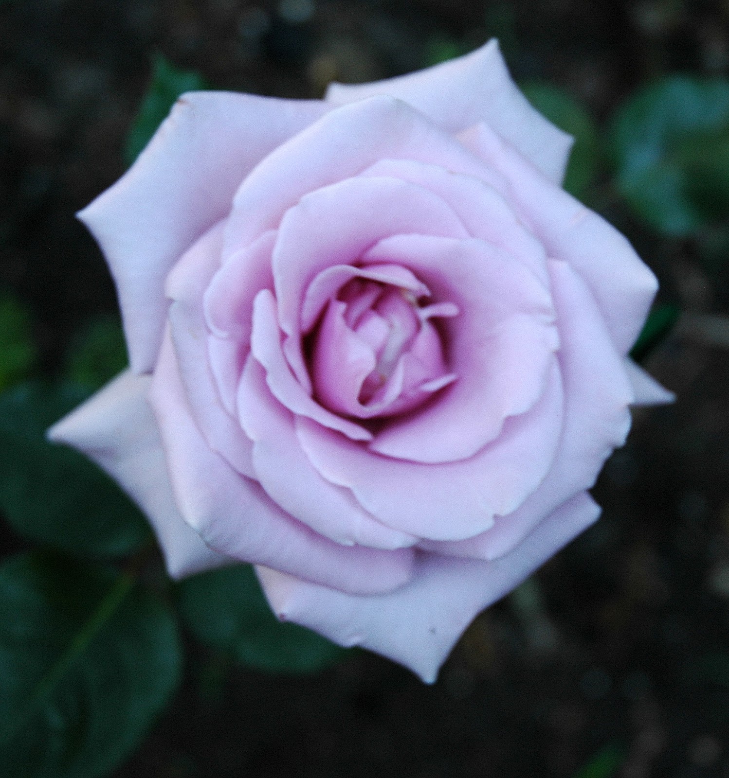 Tin Roof Gardens: A rose by any other name ...