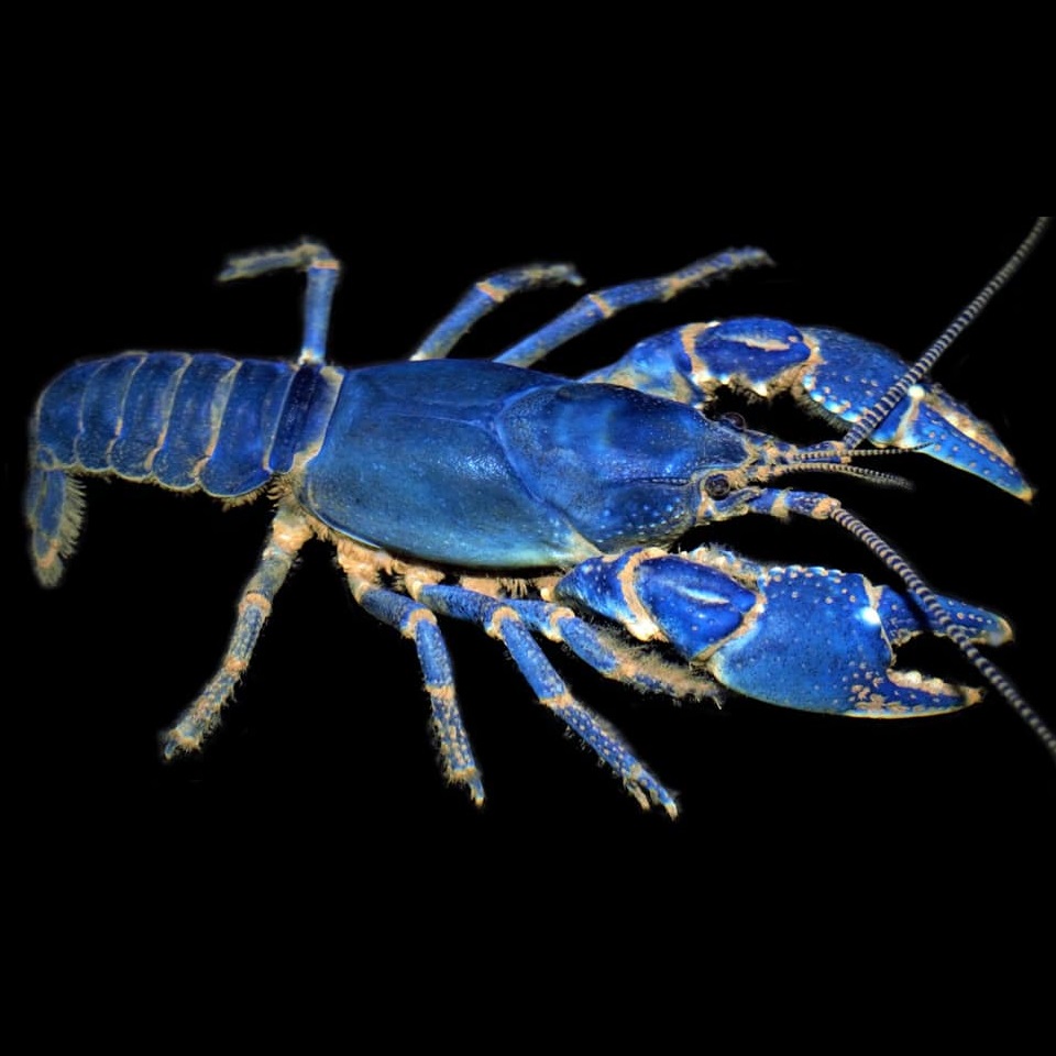 Species New to Science: [Crustacea • 2019] Cambarus fetzneri • A New ...