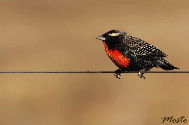 AVES NUESTRAS: PECHO COLORADO