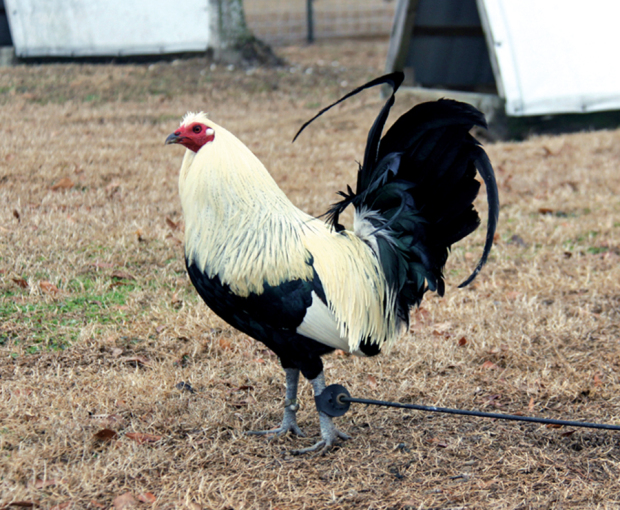 Gallos Y Galleros: (NUEVO) Entrevista A Gene Batia.