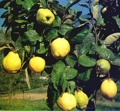 Cydonia: Membrillo al Ron - Quince in Aged Rum ~ SAL & PIMIENTA