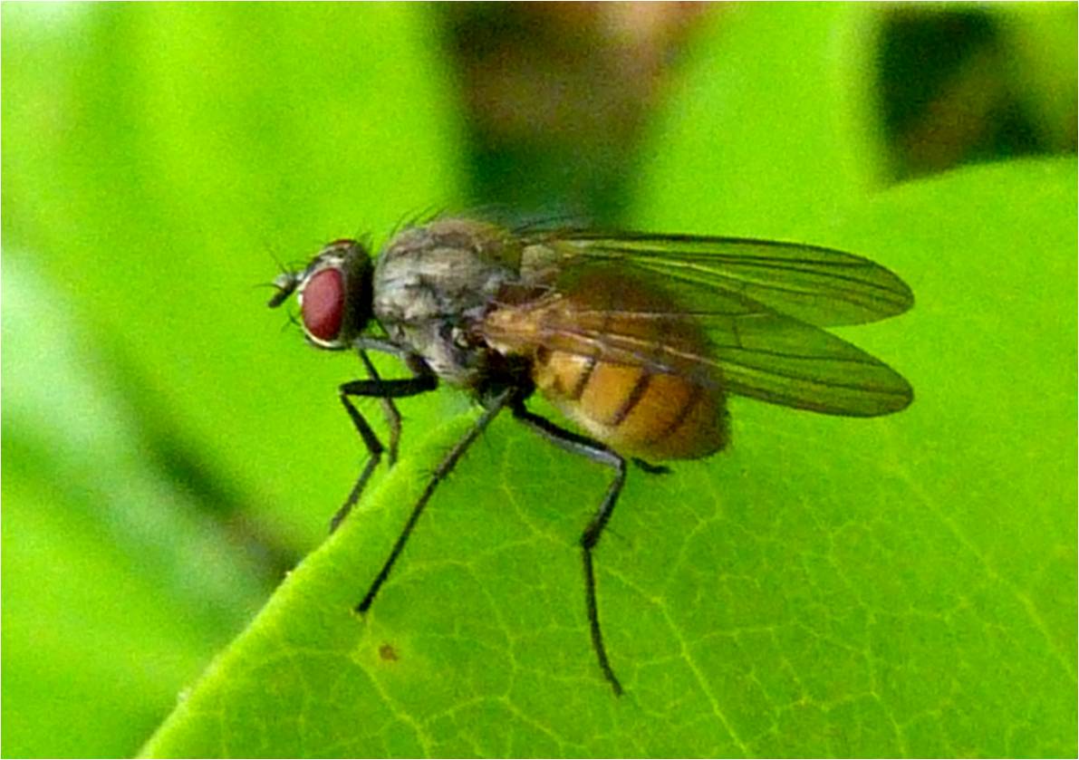 Insects of Scotland: Other Flies/Picture-wing Flies