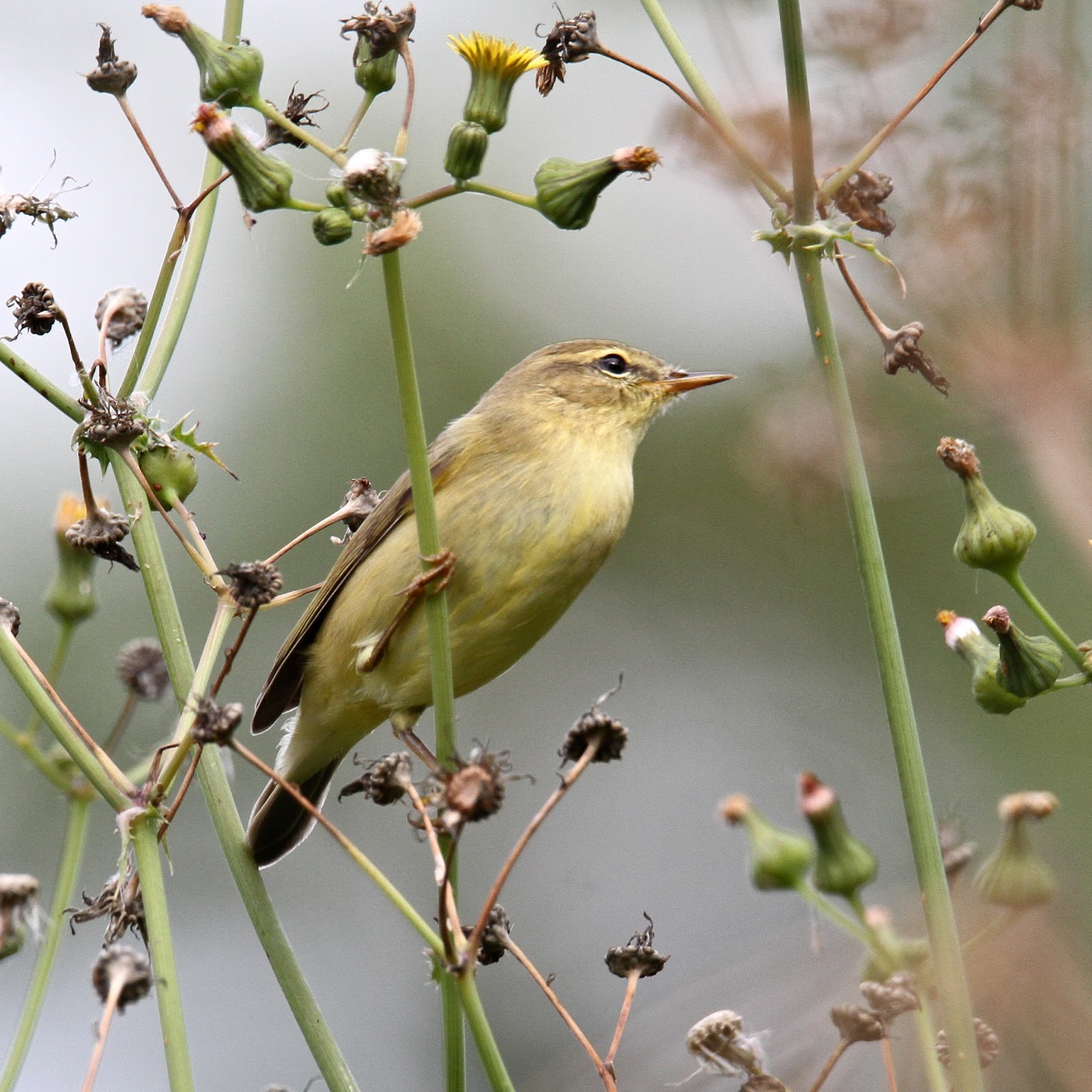 TrogTrogBlog: Bird of the week - Willow warbler