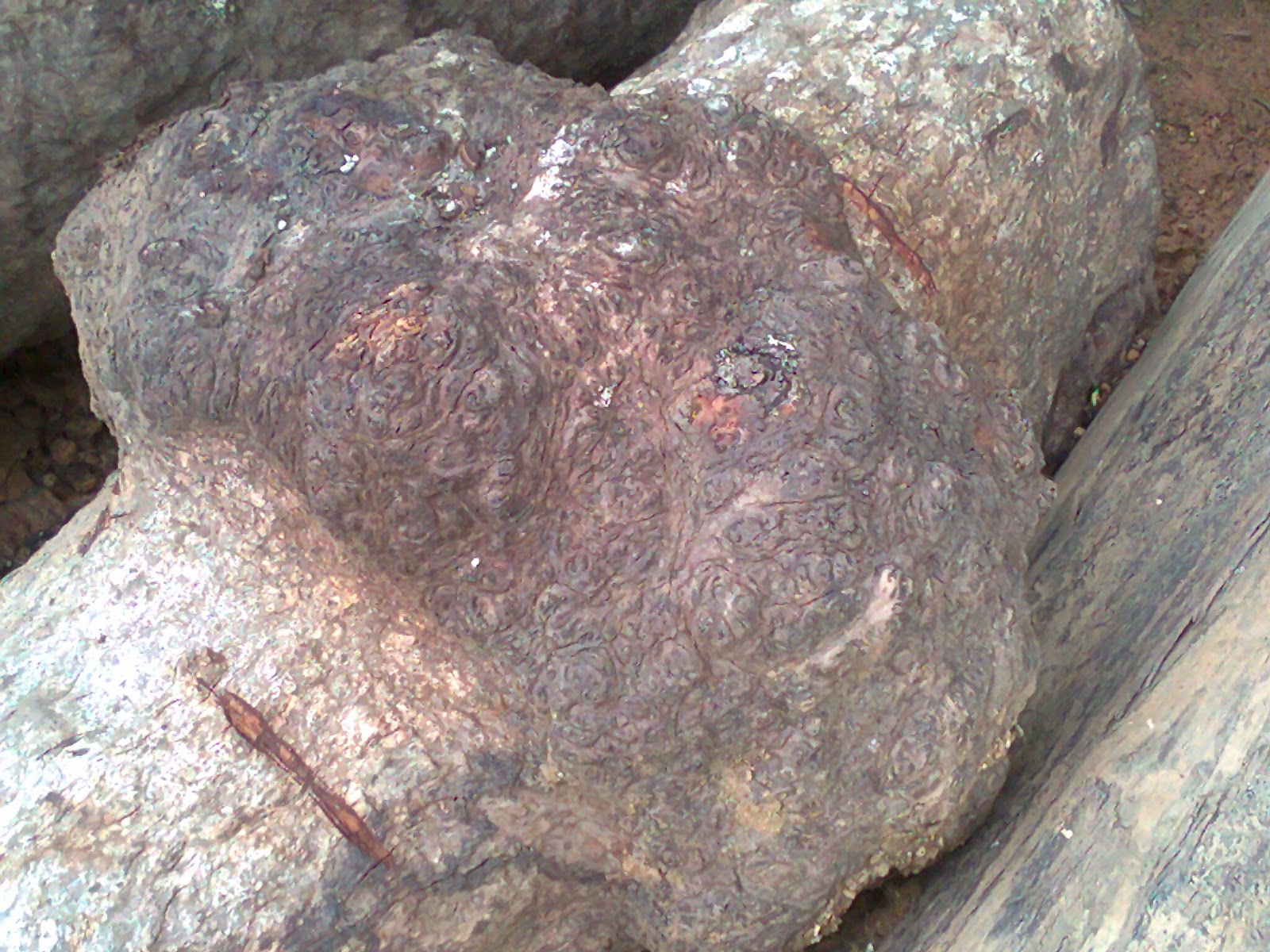 KAYU GEMBOL: GEMBOL POHON LINGGUA