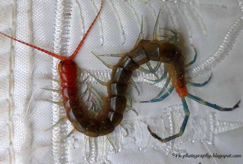 Red Head Centipede | Nature, Cultural, and Travel Photography Blog