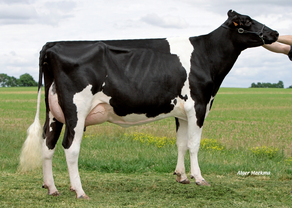 Vente Prim'Holstein Orne 8 juin 2011: mai 2011