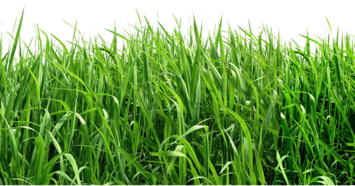 ¿Cuál es la forma correcta: hierba o yerba?