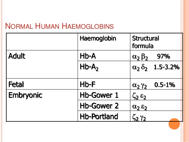 HAEMOGLOBIN SYNTHESIS, by shafiqah zawani :')