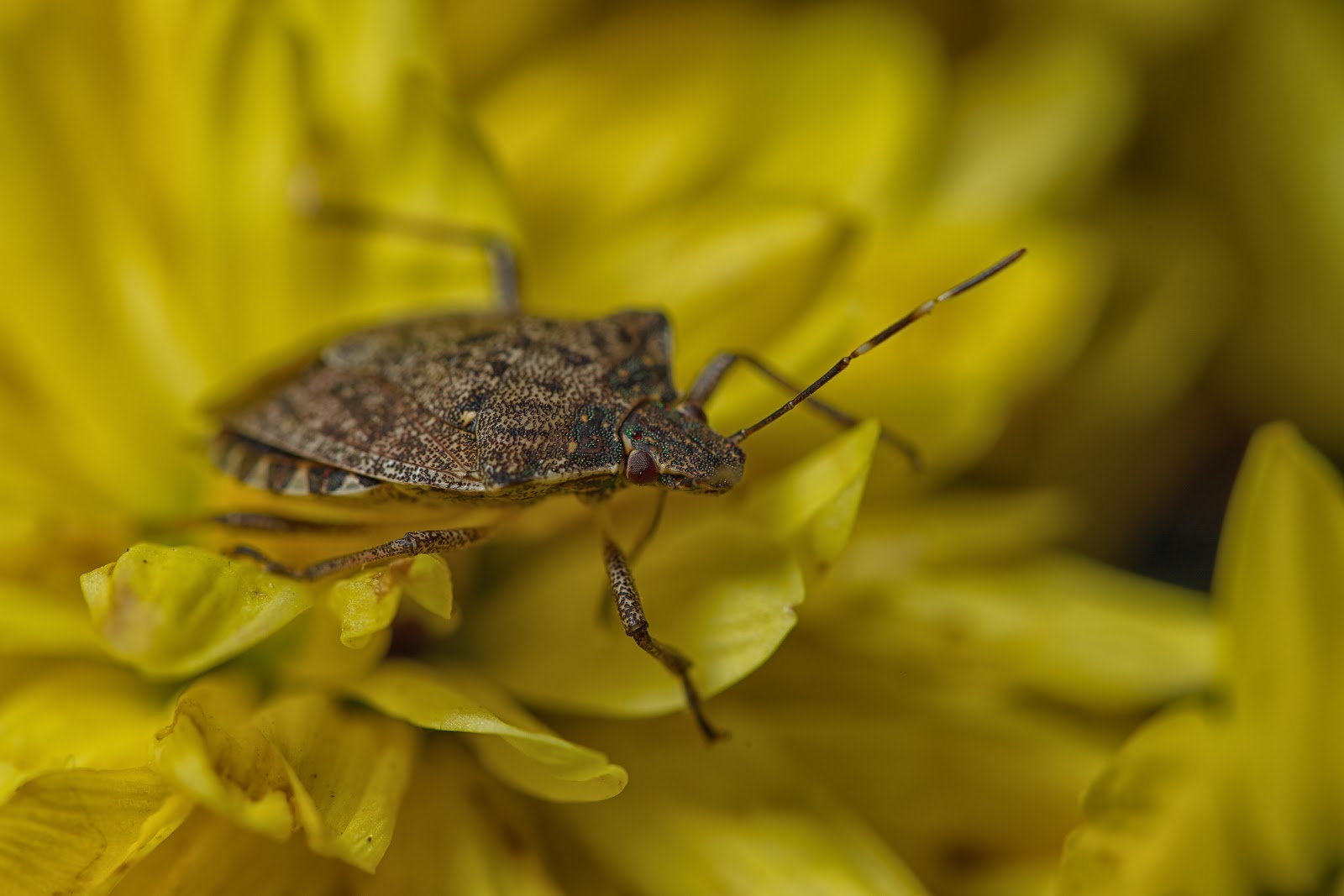 Fotogardening IX (Marmorierte Baumwanze)