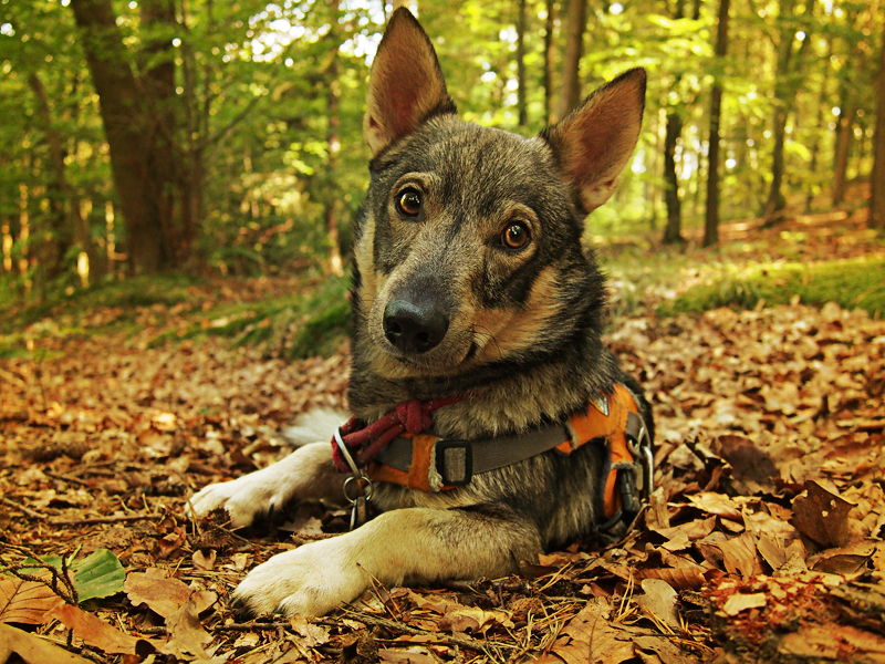 Spitz des Wisigoths, Swedish Vallhunt, Vastgötaspets