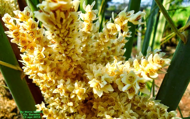 DIÁRIO COM A NATUREZA: 04 DE NOVEMBRO - TAMARA - TAMAREIRA - FLOR - FRUTA