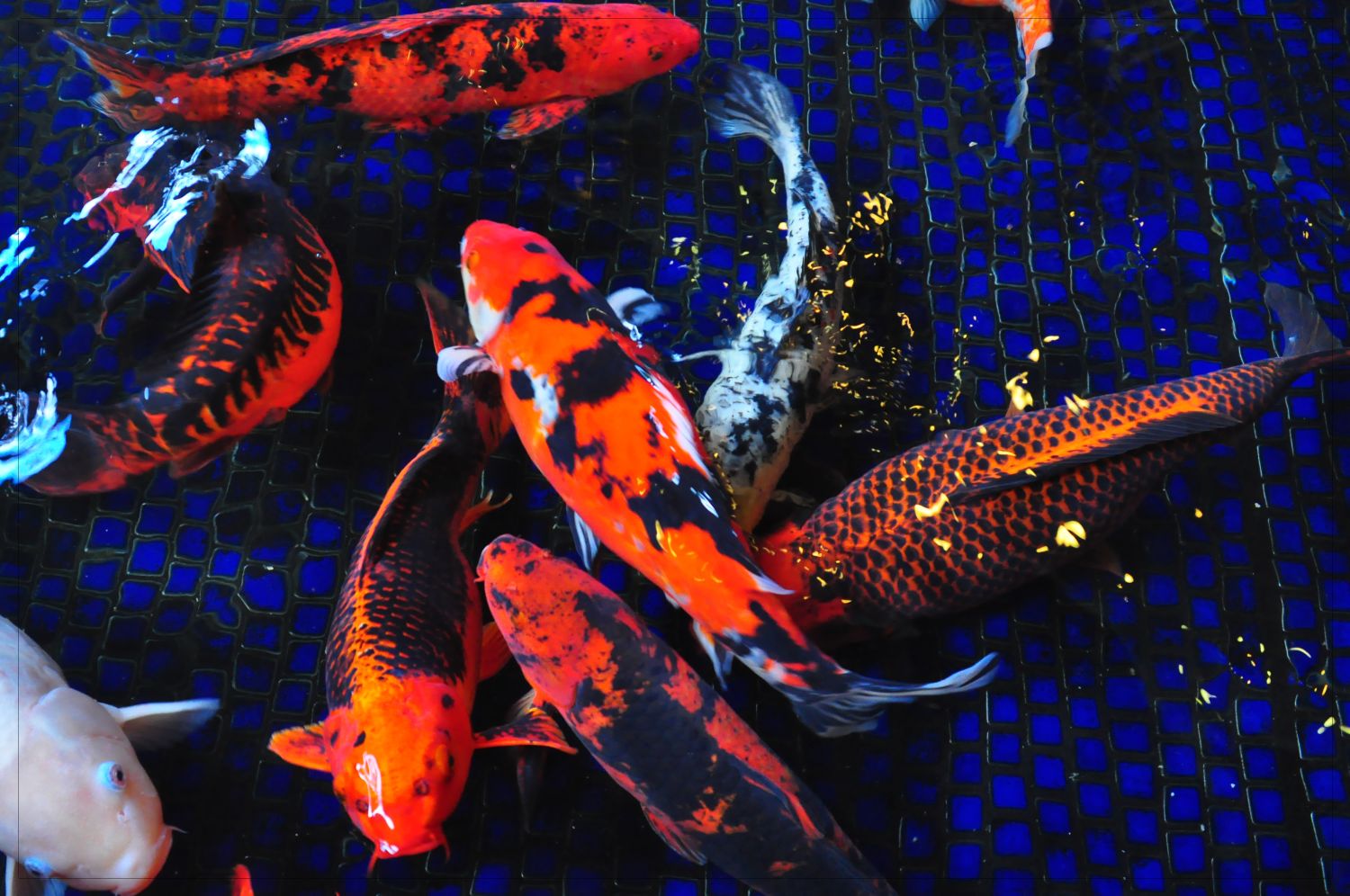 Shutterbugs Capturing the World Around Us: Colorful Koi