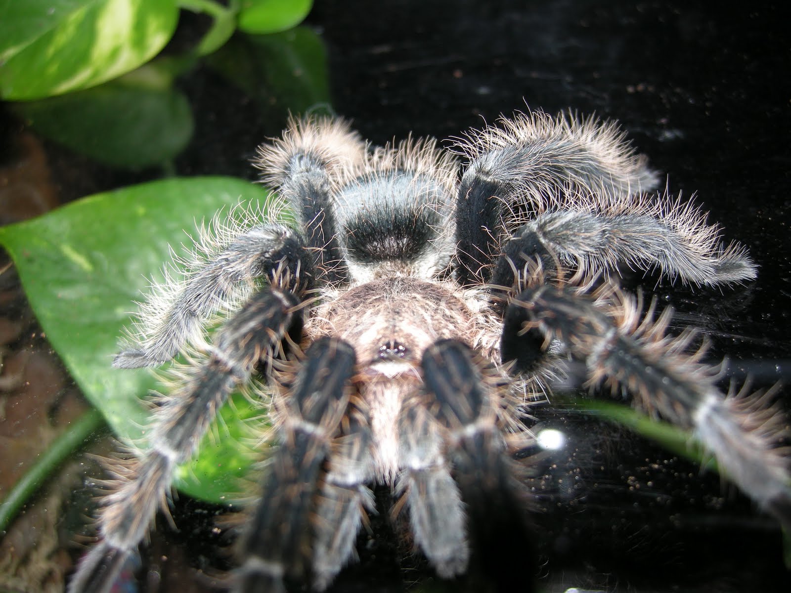 Bugs N Things: Beginner Tarantulas