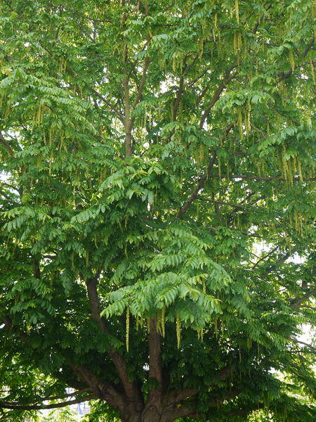 Coventry Trees: Coventry Trees