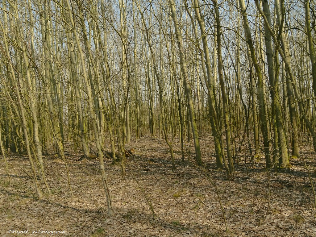 Chwile zaChwycone: Osika, topola drżąca