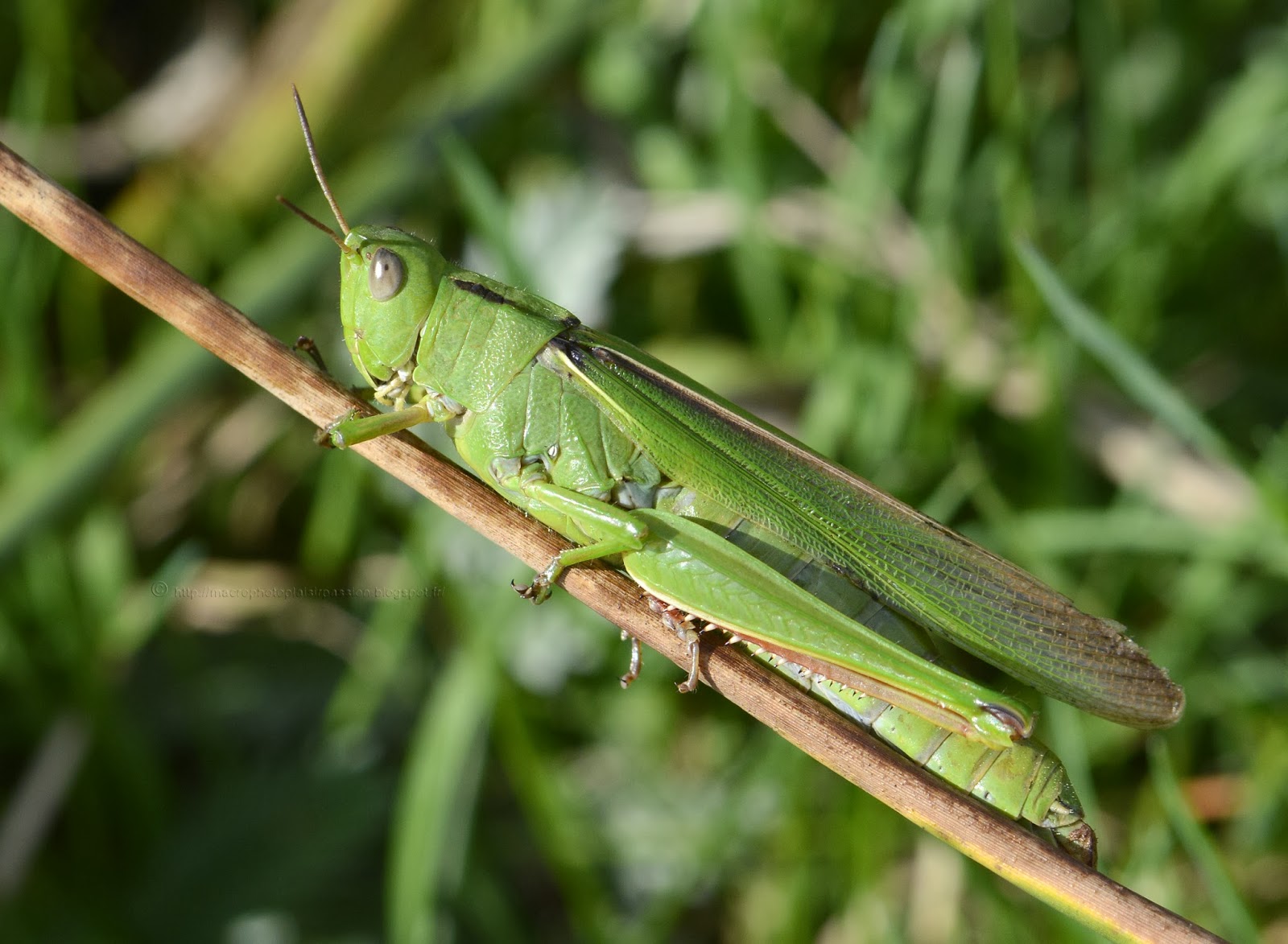 Macrophoto plaisir passion: Le Criquet tricolore, Paracinema tricolor