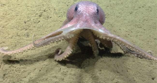 Octopus Continues to Defy Evolution