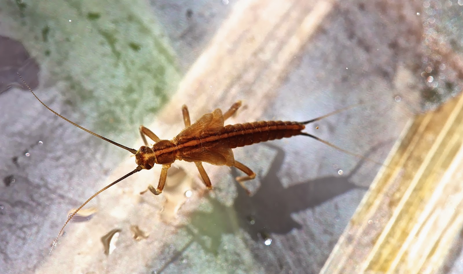 Aquatic Insects of Central Virginia: Neophylax fuscus in Buck Mt. Creek ...