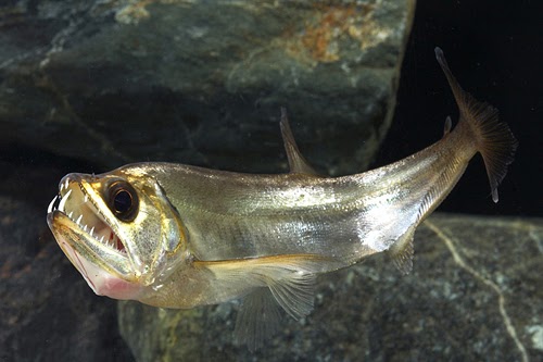 ZA FISH ACTION: Payara (Hydrolycus scomberoides), Ikan Vampir dari Amazon