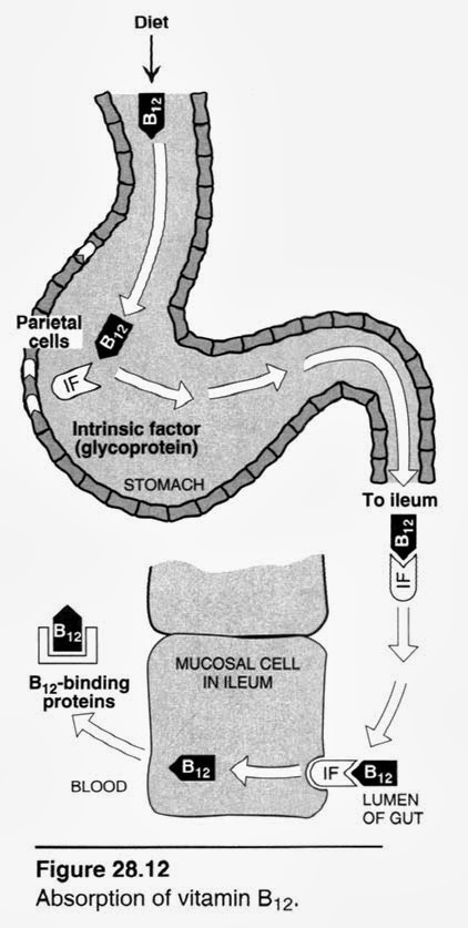 Biochemistry Class notes: RBC Metabolism Notes (Part 5) : Role of ...