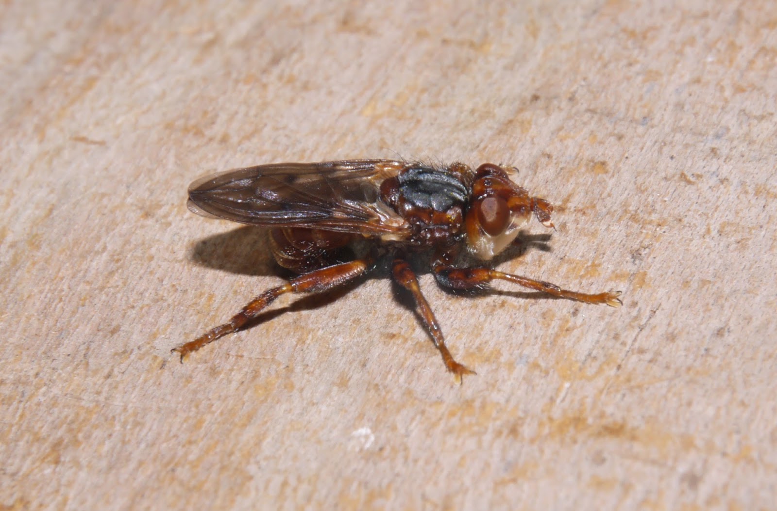 Northwest Norfolk Naturalists: Myopa testacea - a new conopid for the patch