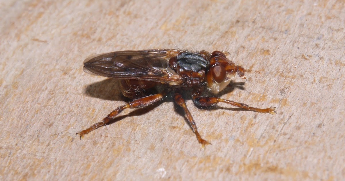 Northwest Norfolk Naturalists: Myopa testacea - a new conopid for the patch
