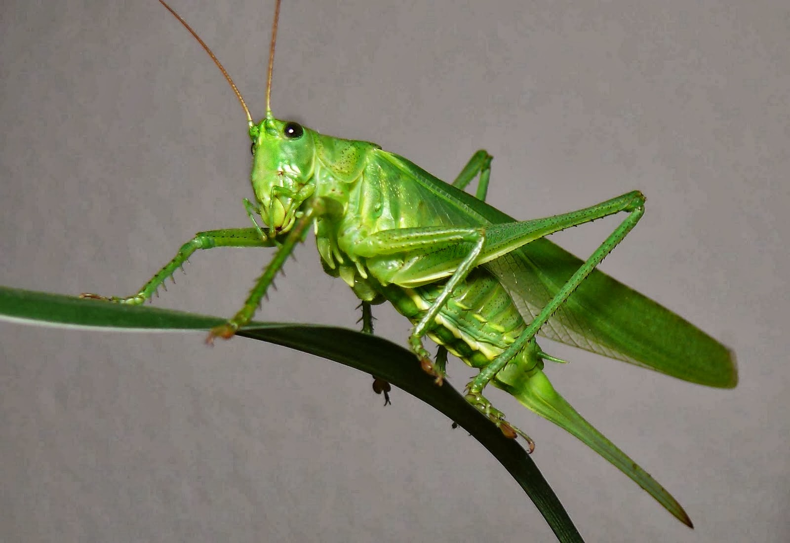 Sering Dianggap Remeh, Ternyata Ini Manfaat Luarbiasa Belalang Yang ...