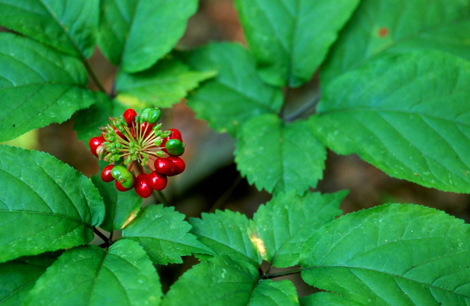 Artículos de Medicina Tradicional China: Panax notoginseng y células ...