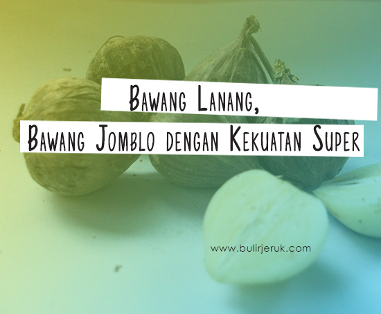 BAWANG LANANG, BAWANG JOMBLO DENGAN KEKUATAN SUPER ~ Bulir Jeruk
