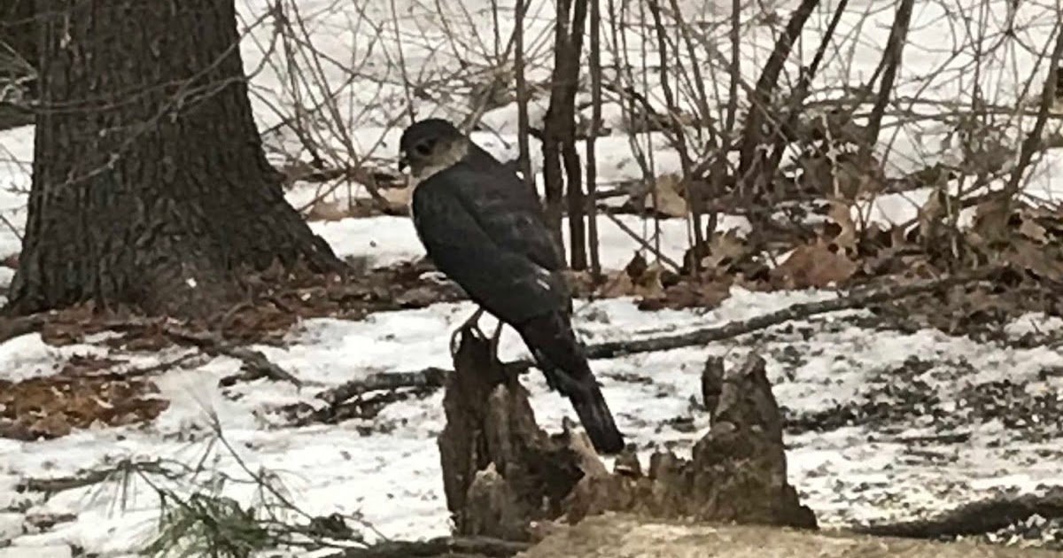 What's Next?: Hawk Encounters, Snow and Running with a Good Friend