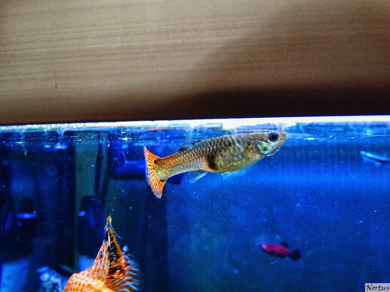 Potworne Koty i My: Gupiki