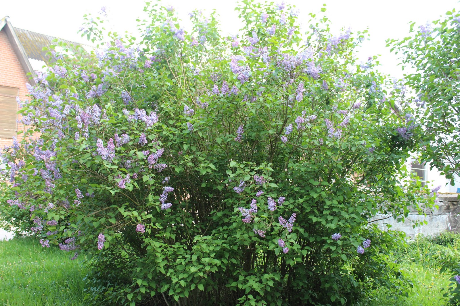 Aavangs have: Syrener