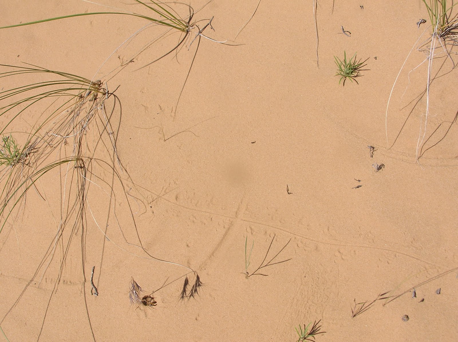 Sedimentary Lifestyle: Ichnology