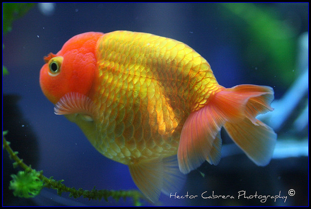 Ikan Mas Koki Ranchu | Ikan Hias Mas Koki